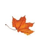 GoMDL Magazine - Fall/Winter 24/25 by 87FSS Marketing - Issuu