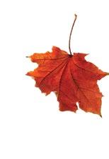 GoMDL Magazine - Fall/Winter 24/25 by 87FSS Marketing - Issuu