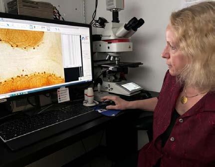 Fall 2024 - Columbia Pathology and Cell Biology Report by Columbia ...