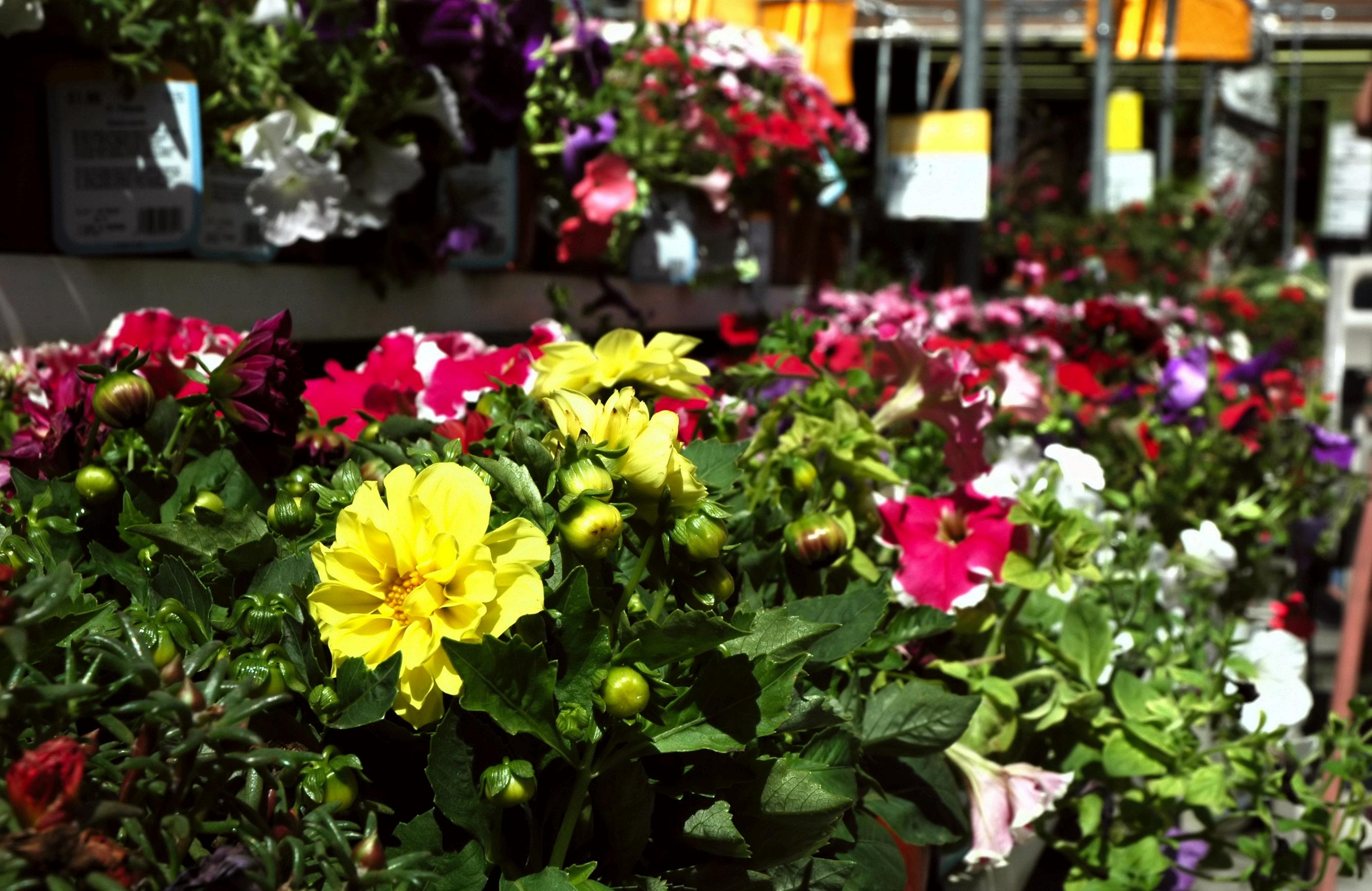 TNLA Business Membership Pricing Catalog by Texas Nursery & Landscape ...