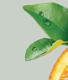 Perricone Farms Product Guide by Nataliesoj - Issuu