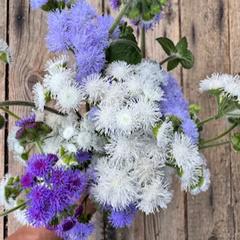 The Hampshire Seed Company SS 2025 Catalogue by thehampshireseedcompany ...