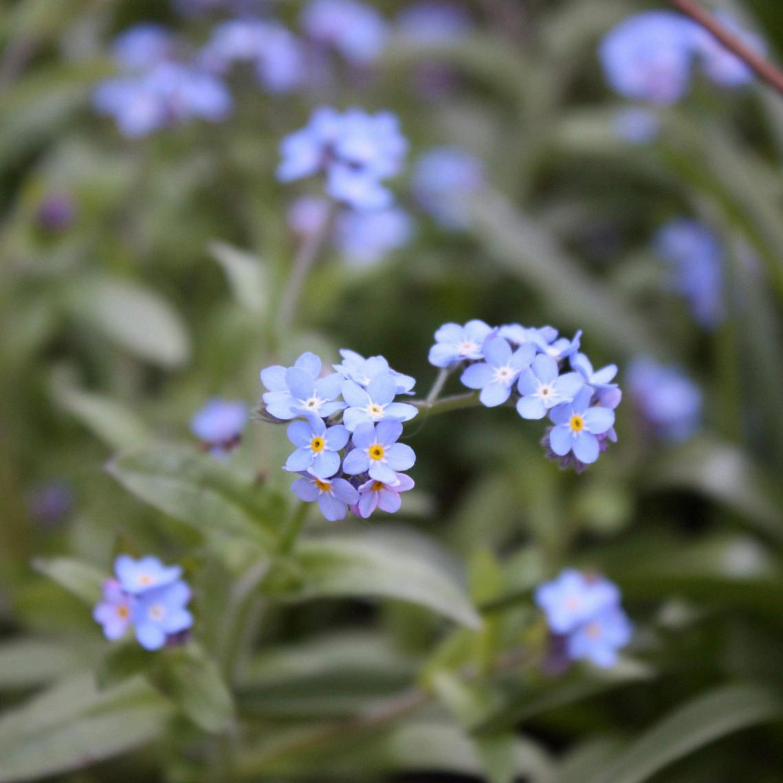 The Hampshire Seed Company SS 2025 Catalogue by thehampshireseedcompany ...