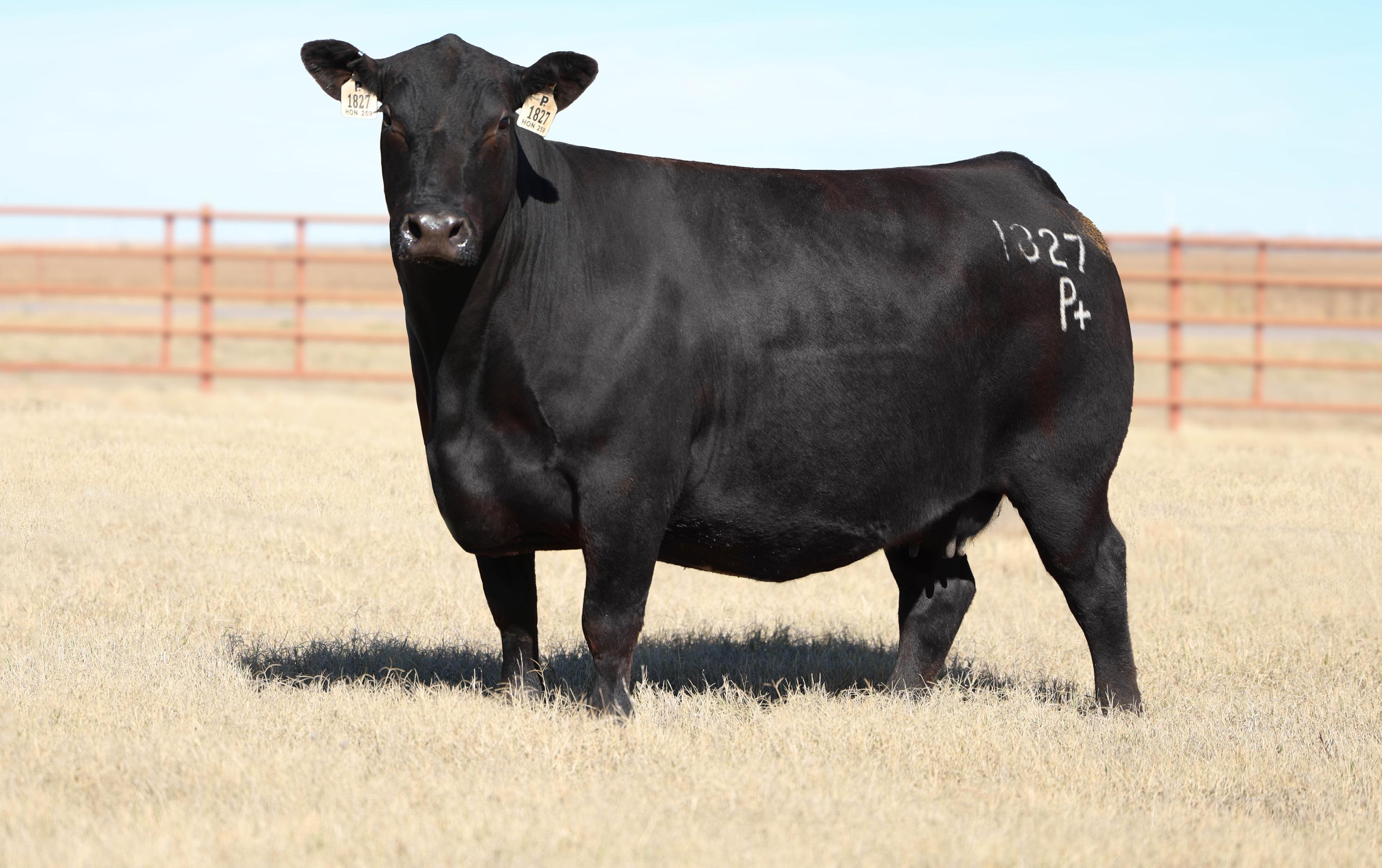 Duff Cattle Co 2024 Unlimited Production Sale by scfrost00 - Issuu