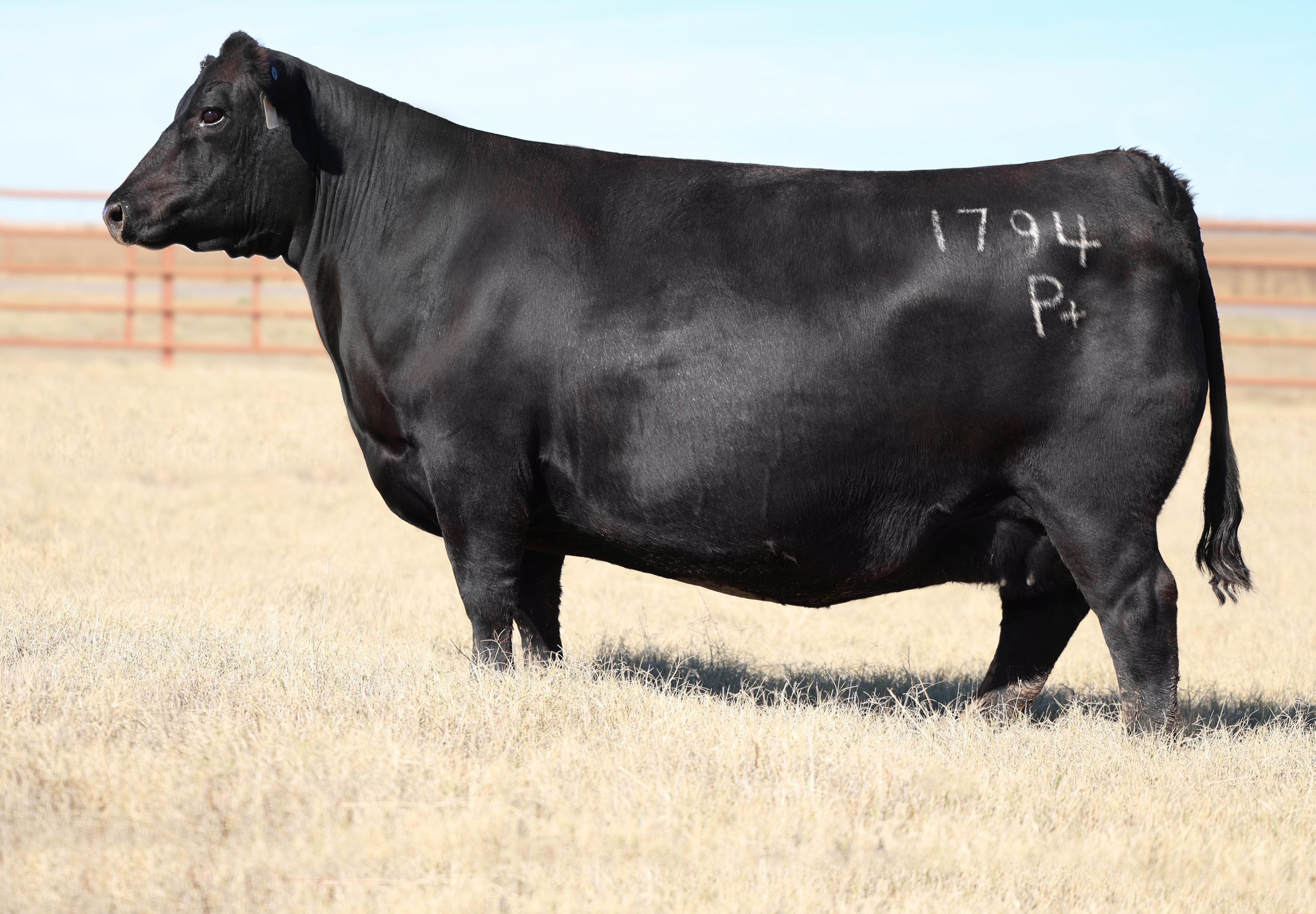 Duff Cattle Co 2024 Unlimited Production Sale by scfrost00 - Issuu