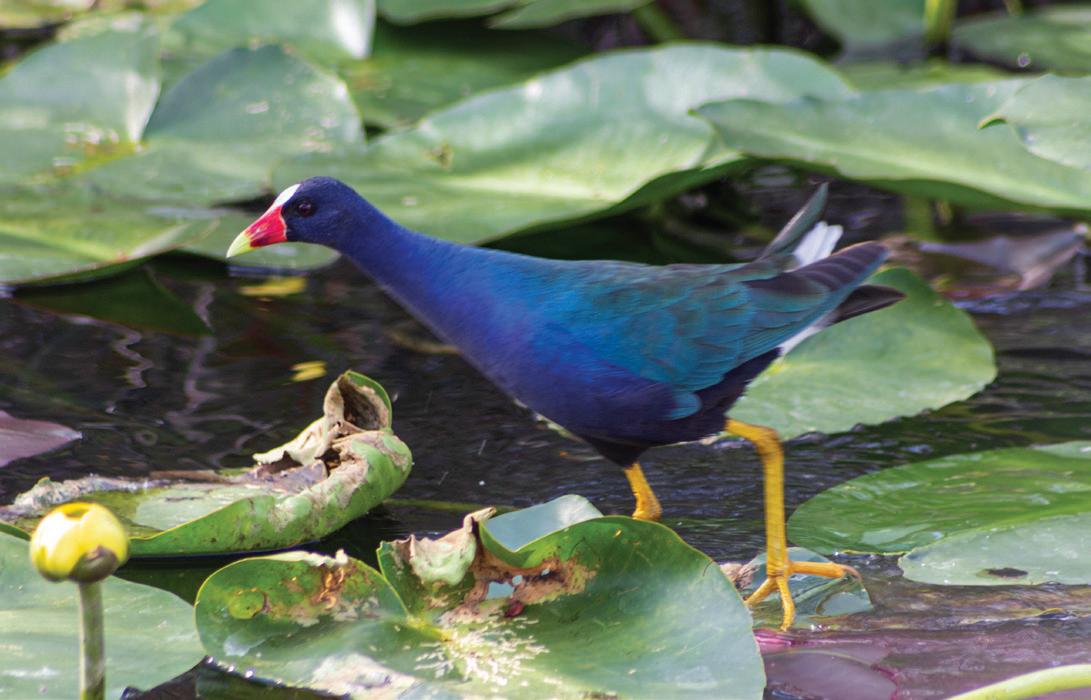 SFWMD Draft 2025-2030 Strategic Plan by South Florida Water Management ...