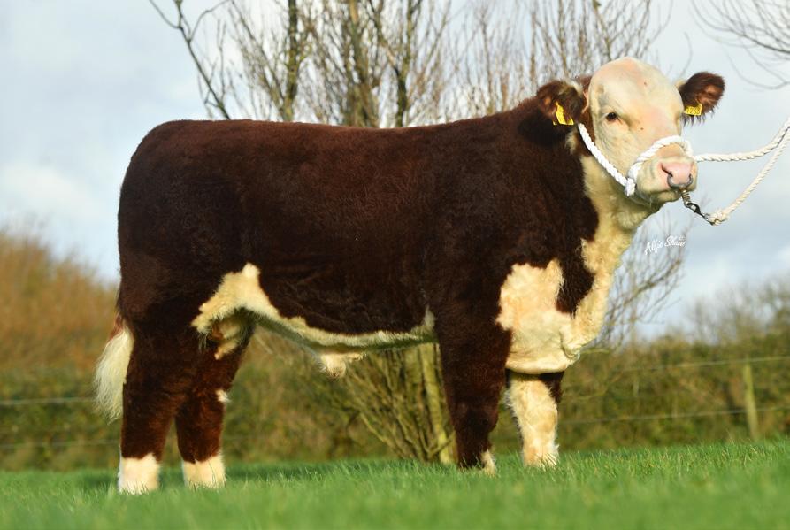 Dairy Beef Catalogue 2025 by progressivegenetics.ie - Issuu
