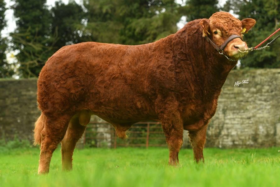 Dairy Beef Catalogue 2025 by progressivegenetics.ie - Issuu