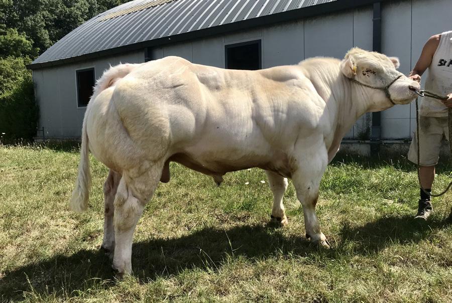 Dairy Beef Catalogue 2025 by progressivegenetics.ie - Issuu