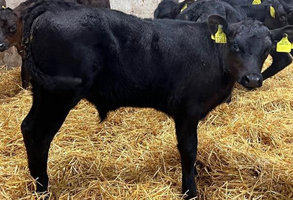 Dairy Beef Catalogue 2025 by progressivegenetics.ie - Issuu