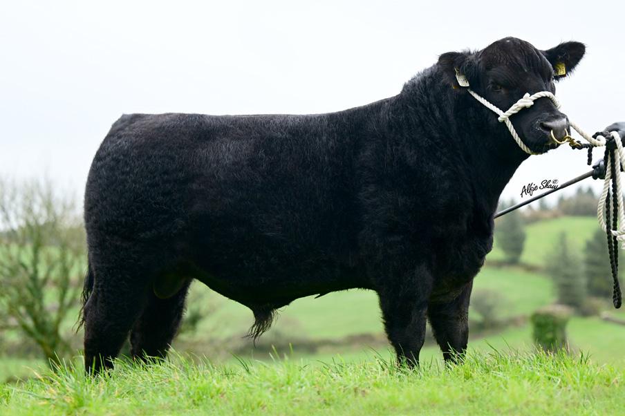 Dairy Beef Catalogue 2025 by progressivegenetics.ie - Issuu