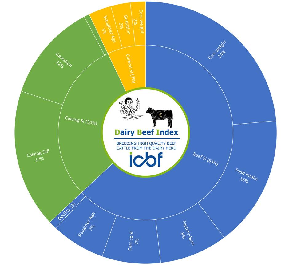 Dairy Beef Catalogue 2025 by progressivegenetics.ie - Issuu