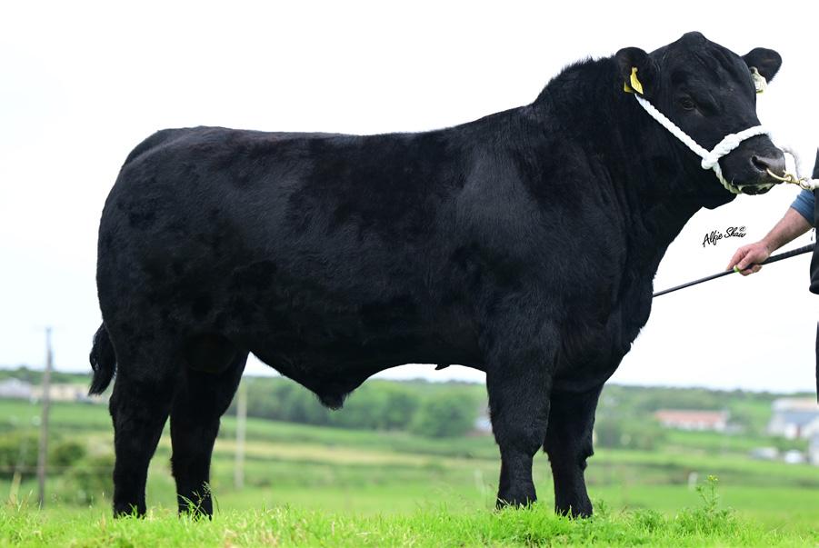 Dairy Beef Catalogue 2025 by progressivegenetics.ie - Issuu