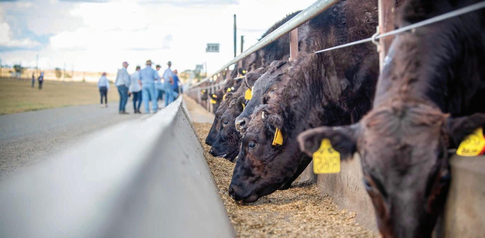 Issue 90 | Wagyu Quarterly Update, Spring 2024 by Australian Wagyu ...