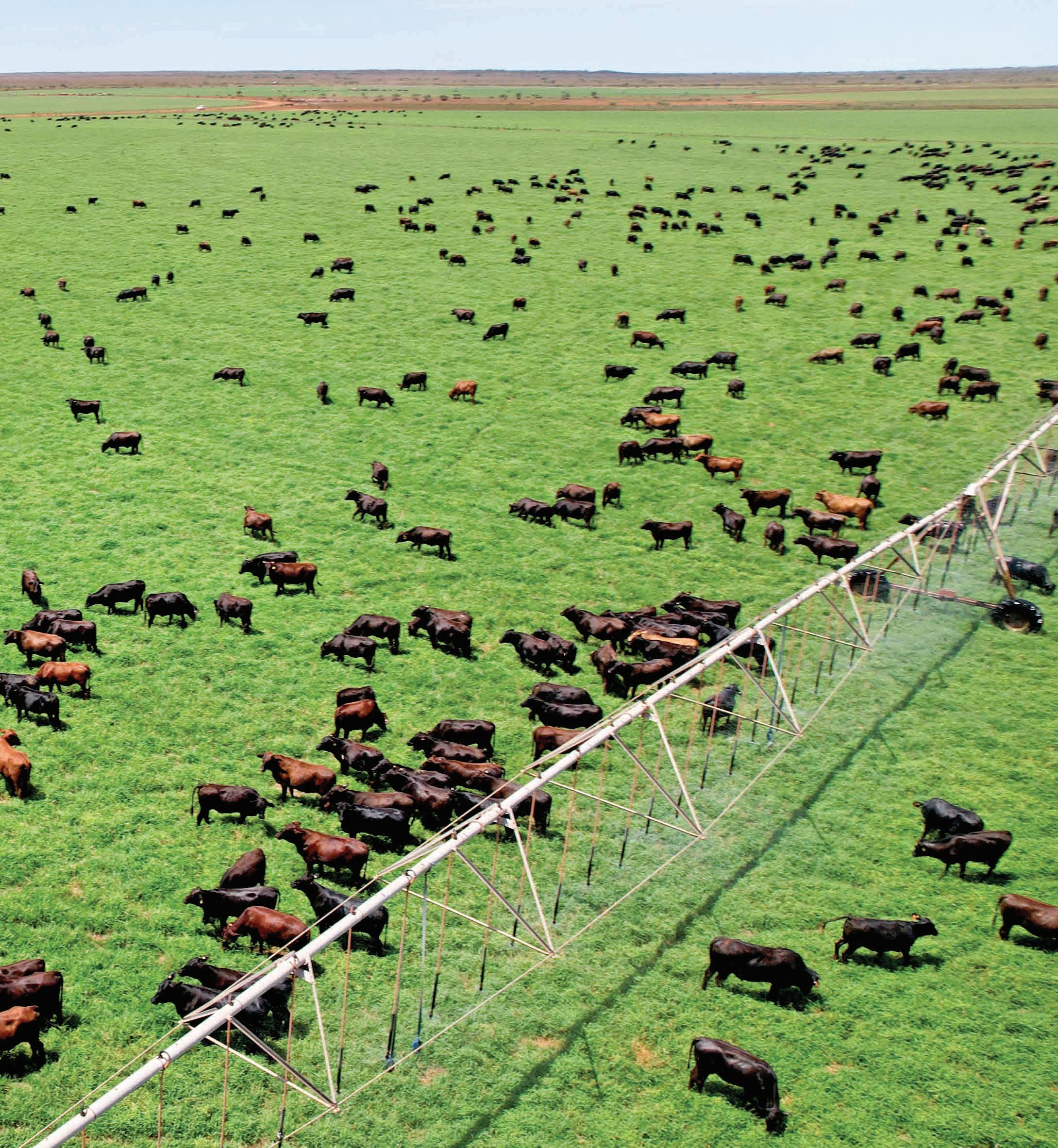 Issue 90 | Wagyu Quarterly Update, Spring 2024 by Australian Wagyu ...