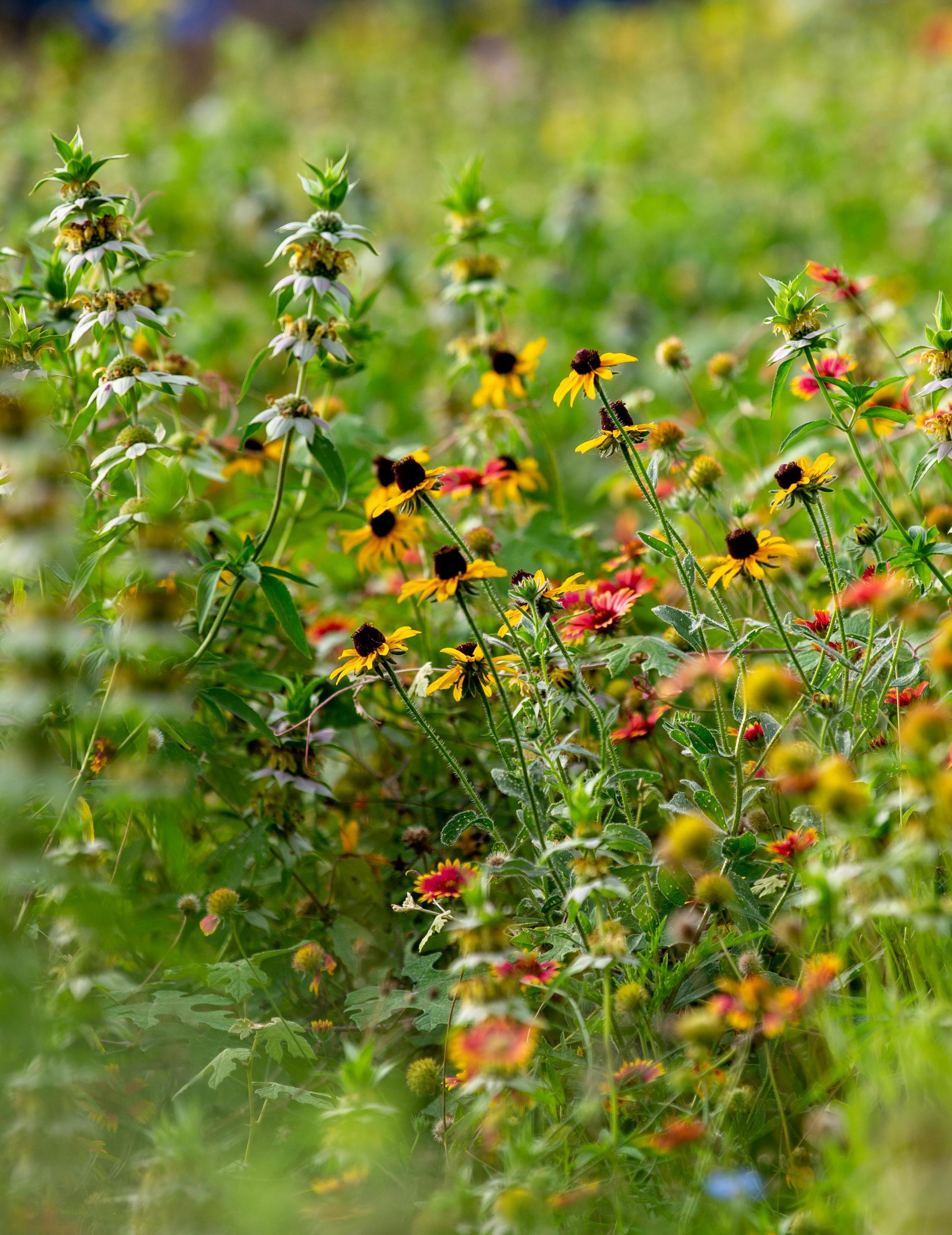 Spring 2025 - Naturally Fun Magazine by Arlington Parks and Recreation ...