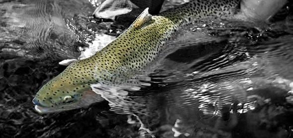 CATALOGO_COLMIC_2025_ITA _ENG by Colmic - Issuu