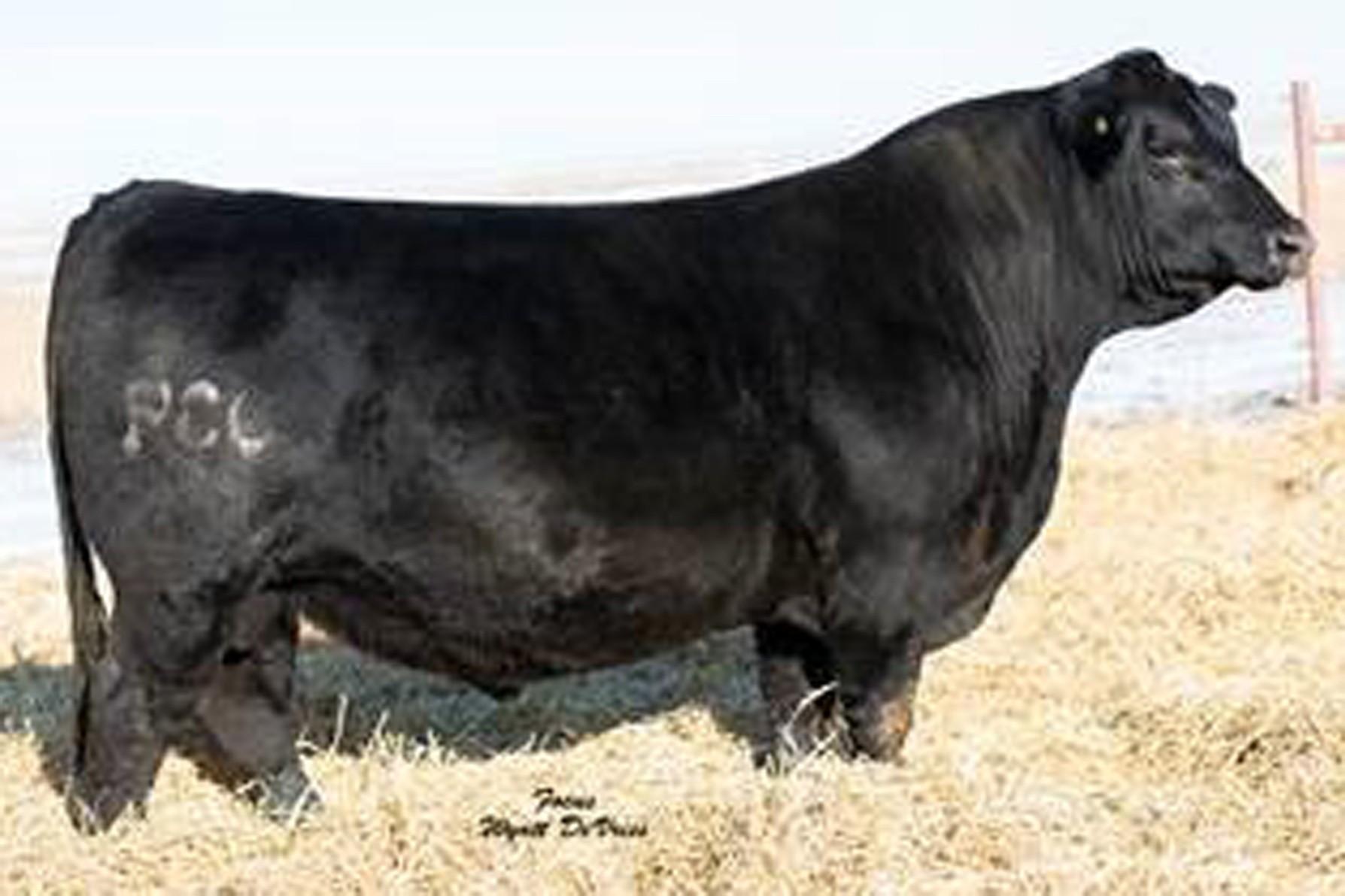 2025 PCC™ Sire Directory by Pharo Cattle Company™ - Issuu