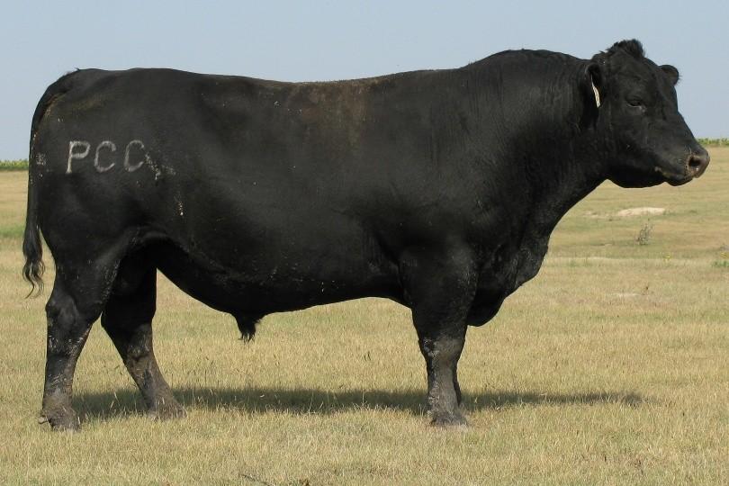 2025 PCC™ Sire Directory by Pharo Cattle Company™ - Issuu
