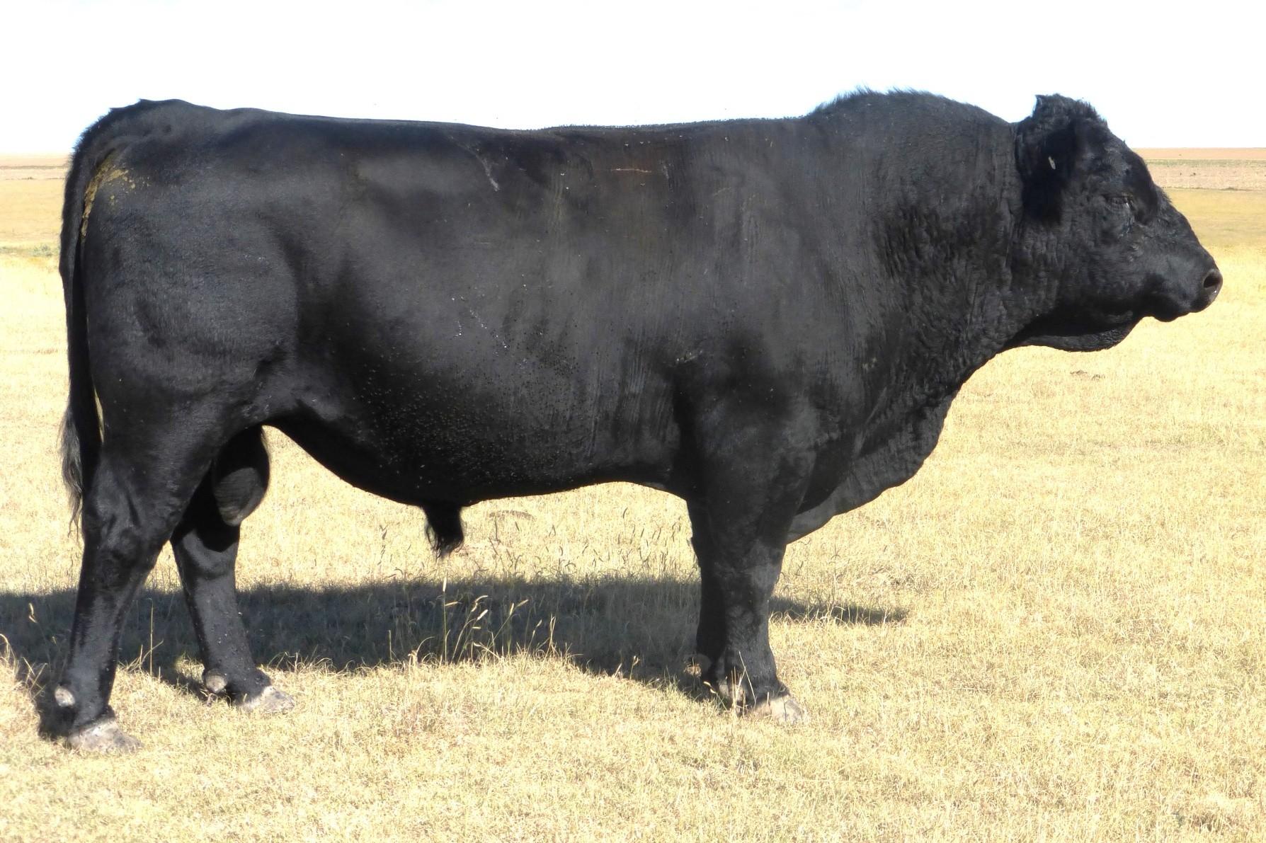 2025 PCC™ Sire Directory by Pharo Cattle Company™ - Issuu