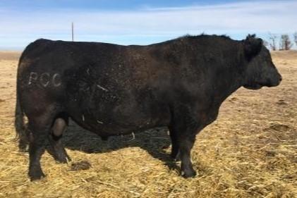 2025 PCC™ Sire Directory by Pharo Cattle Company™ - Issuu