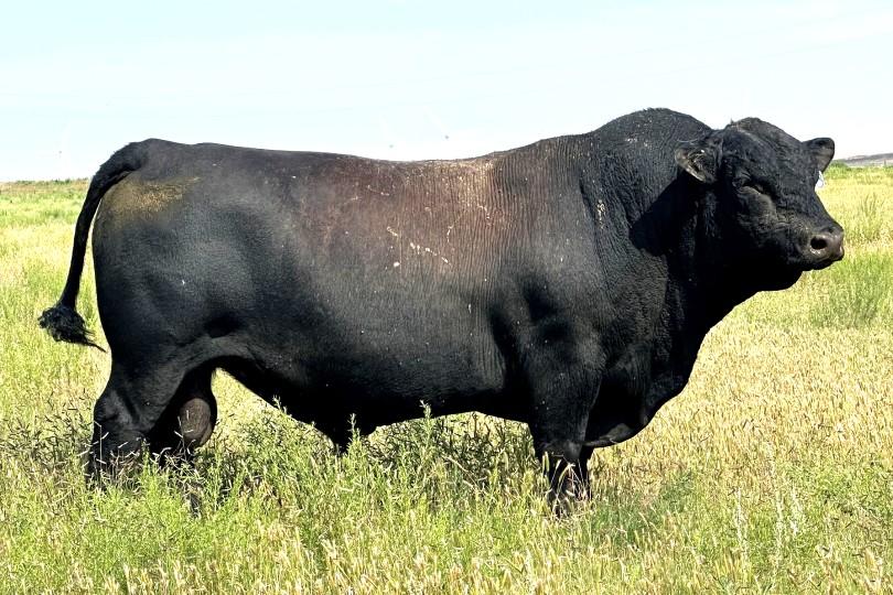 2025 PCC™ Sire Directory by Pharo Cattle Company™ - Issuu