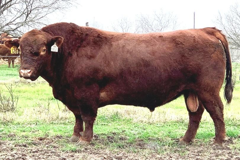 2025 PCC™ Sire Directory by Pharo Cattle Company™ - Issuu