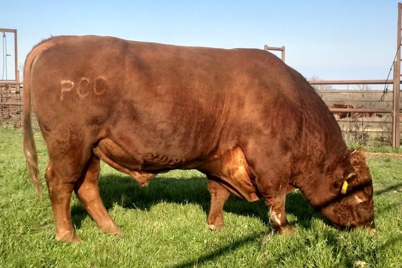 2025 PCC™ Sire Directory by Pharo Cattle Company™ - Issuu