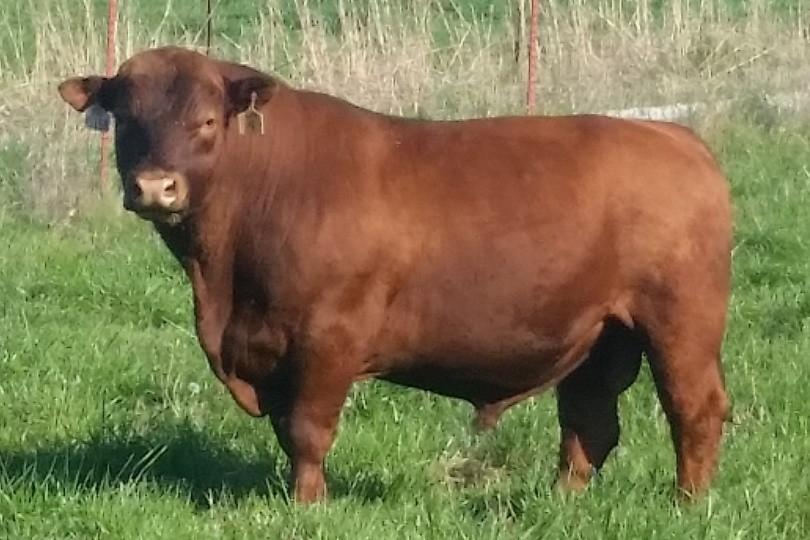 2025 PCC™ Sire Directory by Pharo Cattle Company™ - Issuu