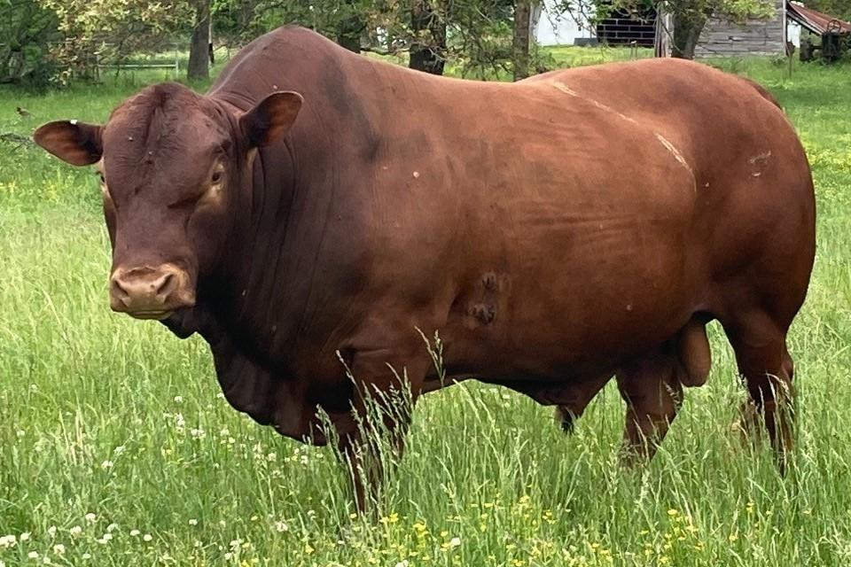 2025 PCC™ Sire Directory by Pharo Cattle Company™ - Issuu