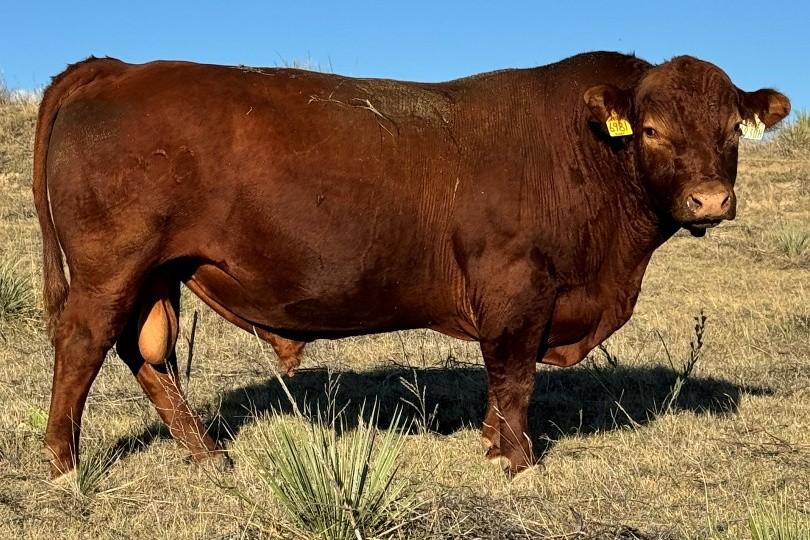 2025 PCC™ Sire Directory by Pharo Cattle Company™ - Issuu