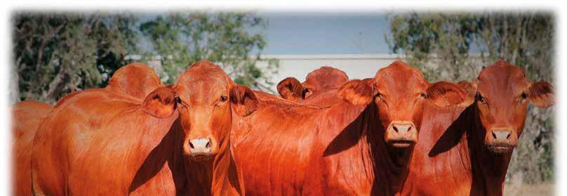 Droughtmaster National Female Sale Catalogue 2025 by Droughtmaster ...