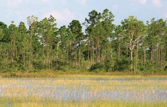 SFWMD Strategic Plan 2025-2030 Final by South Florida Water Management ...