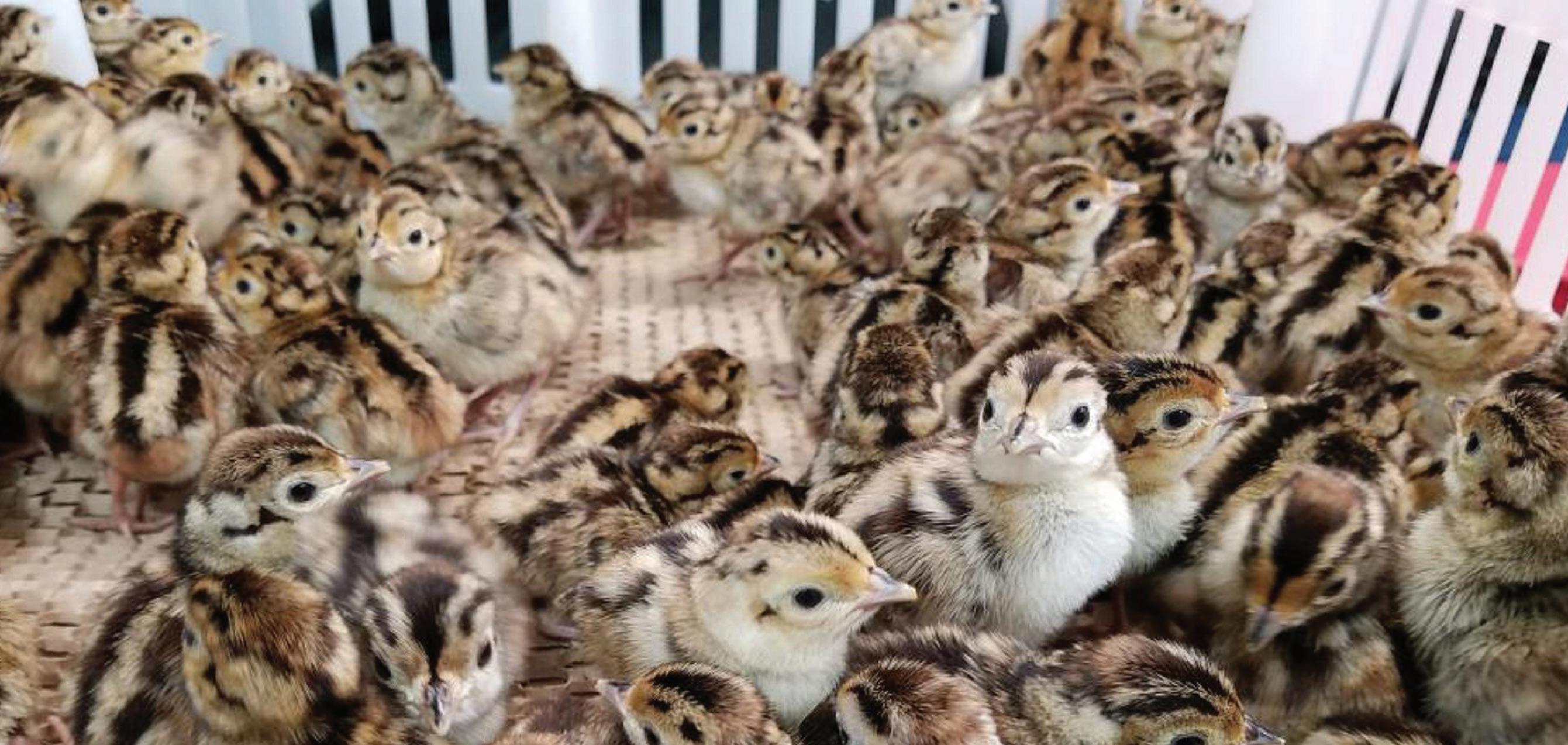 From Farm To Field | DNR Facility Leads The Way On Wisconsin Pheasant ...