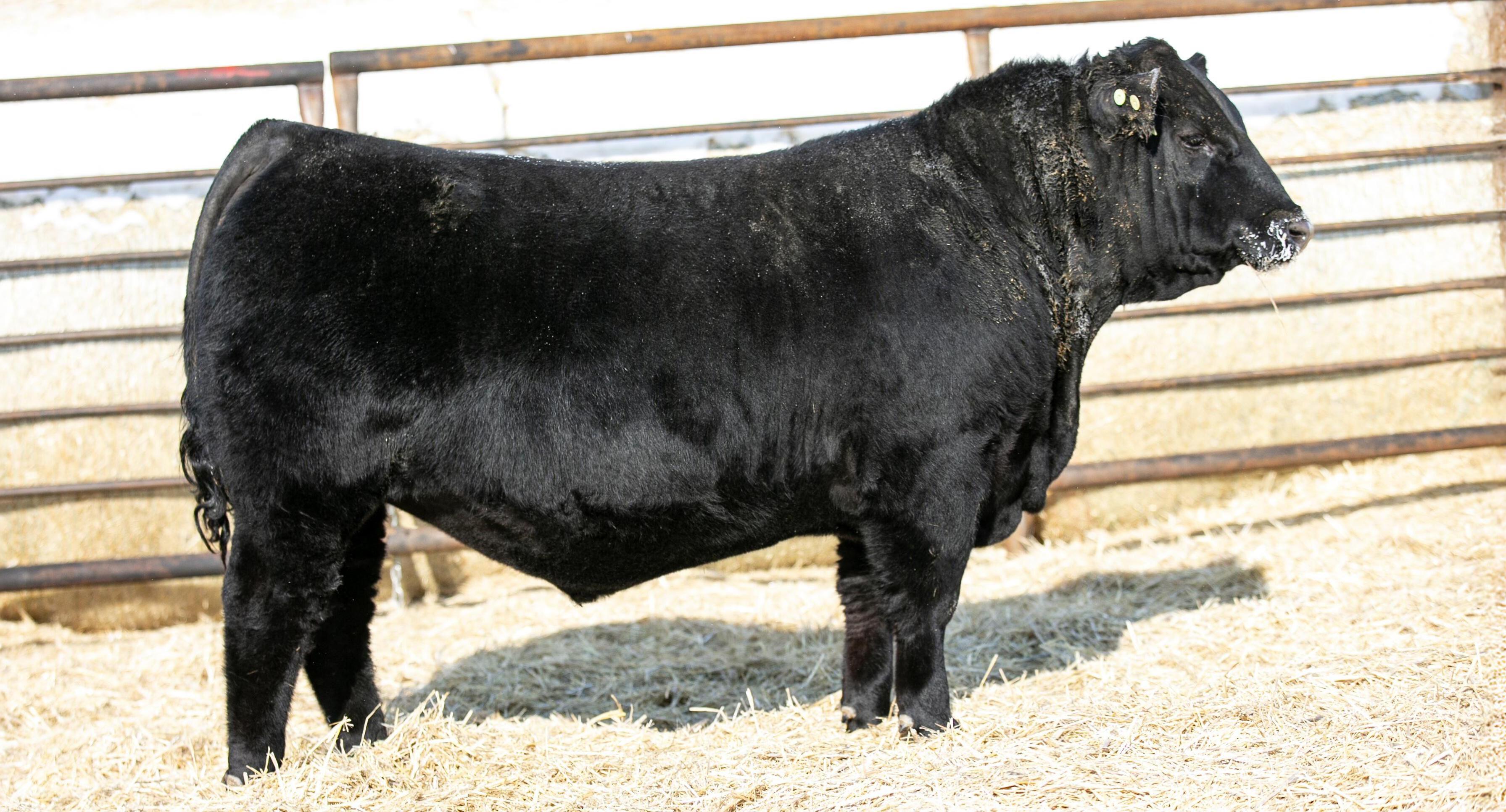Lorenz Angus 26th Annual Bull Sale - 2025 by lorenz.angus - Issuu