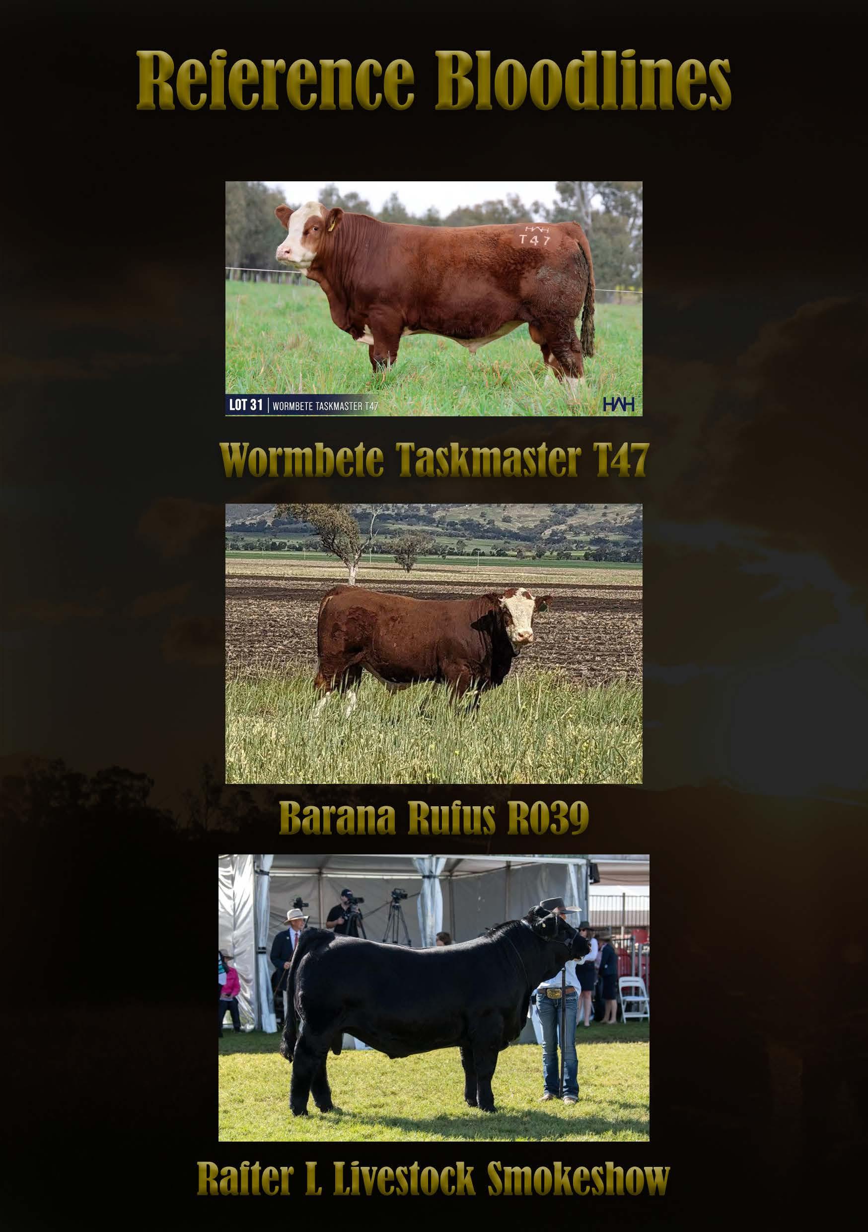 Country Style Simmental Stud Bull & Female Sale 2025 by lillianoke - Issuu