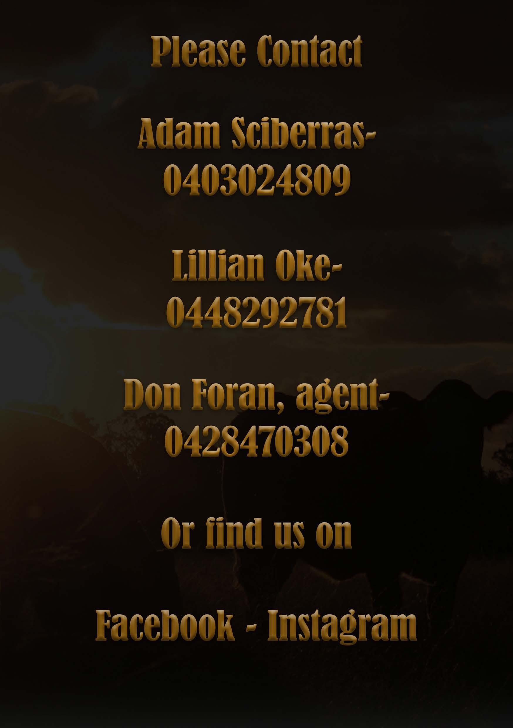 Country Style Simmental Stud Bull & Female Sale 2025 by lillianoke - Issuu