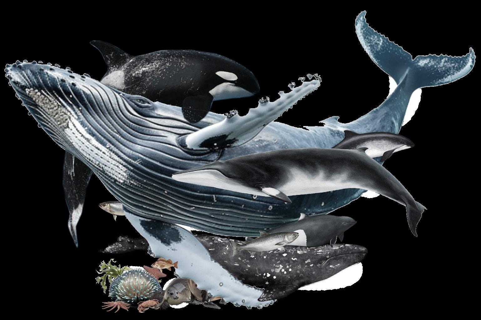 Portfolio - Rohit Raman by Rohit Raman - Issuu