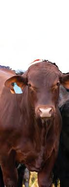 2025 AWA PROGRAM DIGITAL by Australian Wagyu Association - Issuu