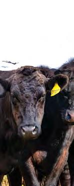 2025 AWA PROGRAM DIGITAL by Australian Wagyu Association - Issuu