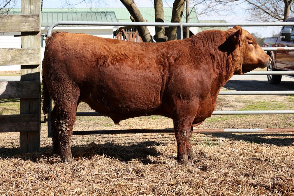 2025 New York Red Angus Association Right on Red Sale Catalog by ...