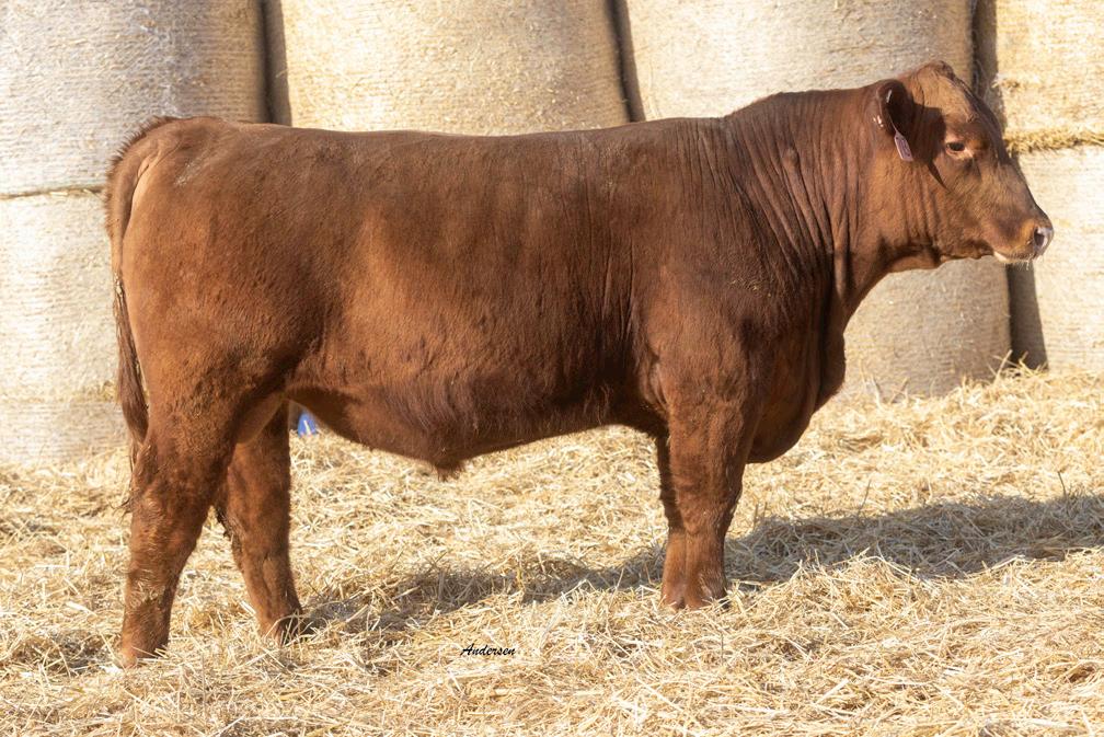 2025 New York Red Angus Association Right on Red Sale Catalog by ...