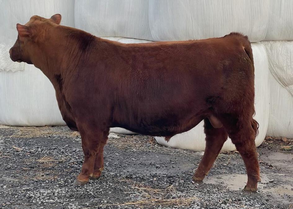 2025 New York Red Angus Association Right on Red Sale Catalog by ...