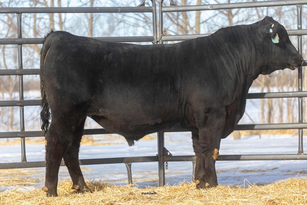 2025 New York Red Angus Association Right on Red Sale Catalog by ...