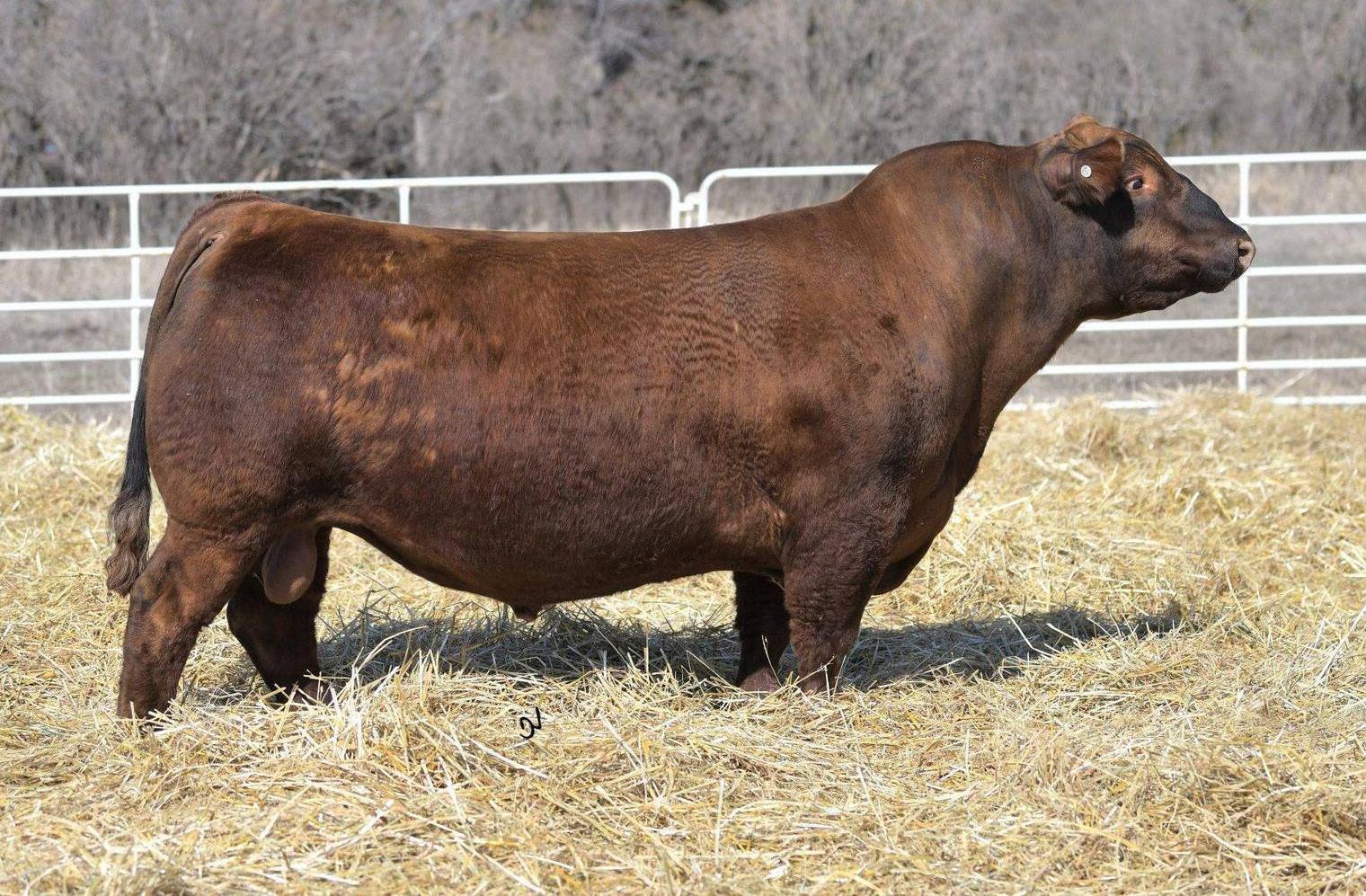 2025 New York Red Angus Association Right on Red Sale Catalog by ...