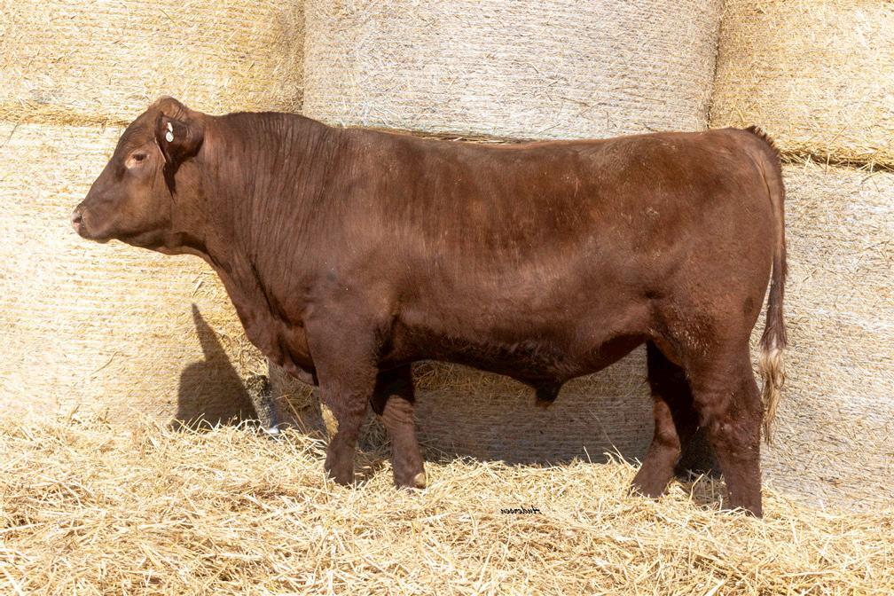 2025 New York Red Angus Association Right on Red Sale Catalog by ...