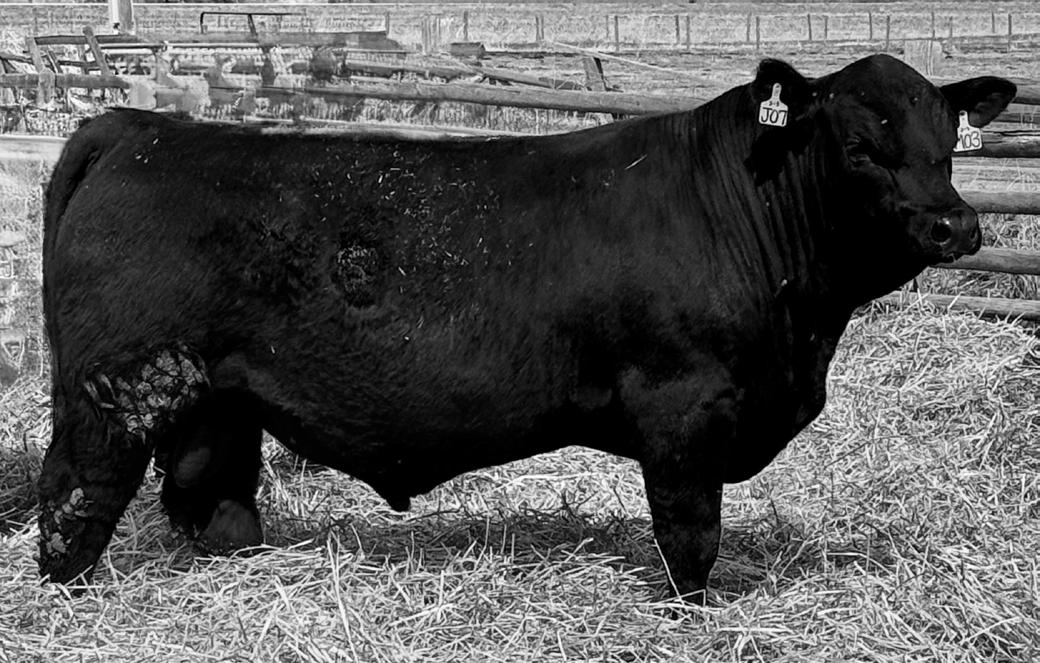 MLA All Breed Bull Sale by MontanaLivestockAuction - Issuu