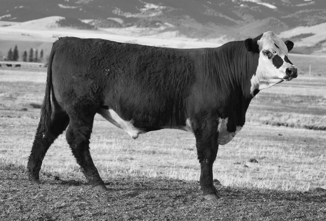 MLA All Breed Bull Sale by MontanaLivestockAuction - Issuu