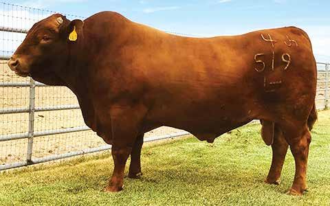 Red River Beefmaster Performance Group-Premium Female Sale 2025 by ...