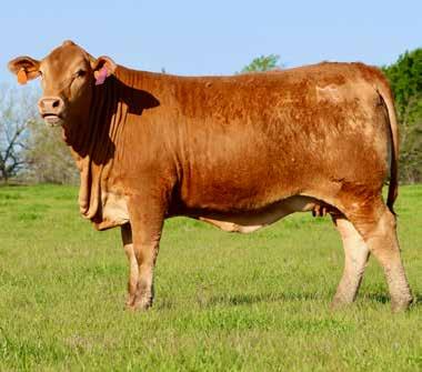 Red River Beefmaster Performance Group-Premium Female Sale 2025 by ...